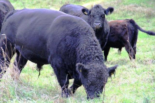 Roastbeef vom Angus Rind Klassisches Koch-Rezept